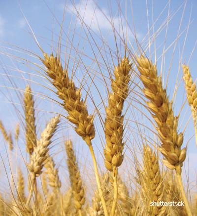 Trigo, definición culinaria ⋆ Larousse Cocina